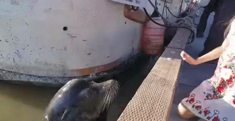 Sea Lion Animated Gif